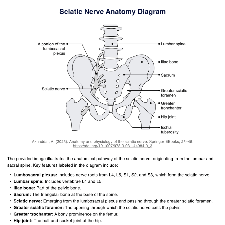 Sciatic Nerve Anatomy Diagram